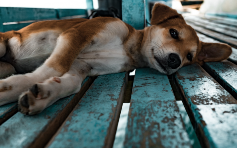Jinmenken: The Human-Faced Dogs of Japan – TopicSprout
