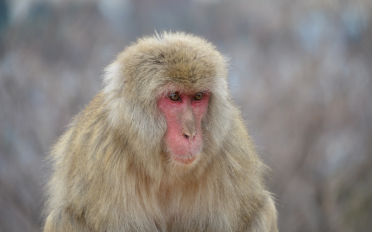 Jinmenken: The Human-Faced Dogs of Japan – TopicSprout